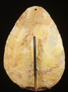 Bilaterally Symmetrical Aboriginal Pearl Shell | Longka Longka | Riji