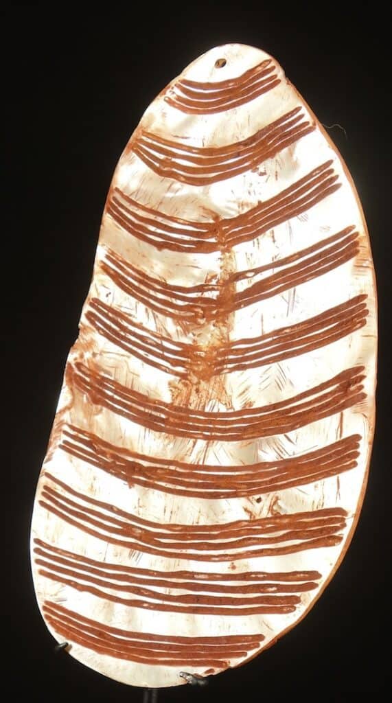 Aboriginal Pearl Shell Pubic Cover Of A Rare Form And Style