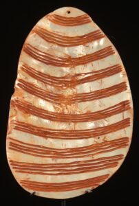 Aboriginal Pearl Shell | Aboriginal Pearlshell | Sell | Value