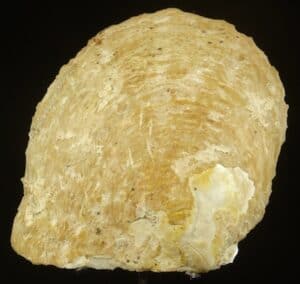 Engraved Pearlshell By L. J. Sampi | Broome Pearl Shell