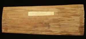 Fish Aboriginal Bark Painting | Art By January Nonganyari